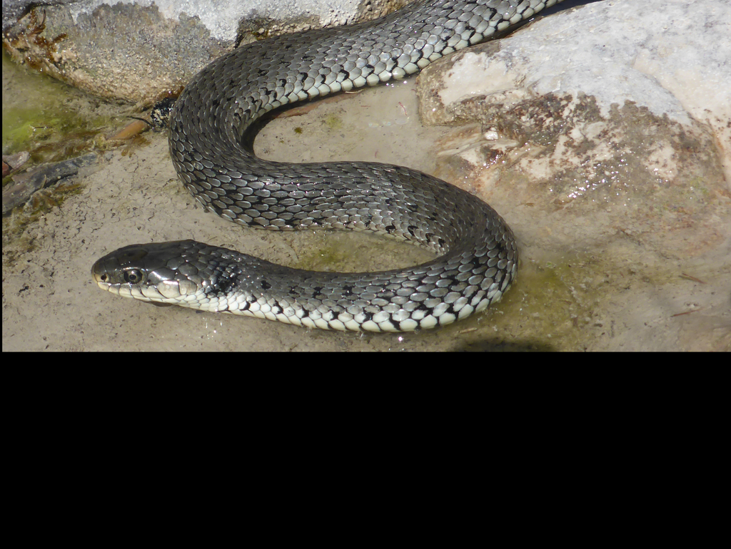 Schlangen-Sensation: Neue, über einen Meter lange Art in Bayern ...