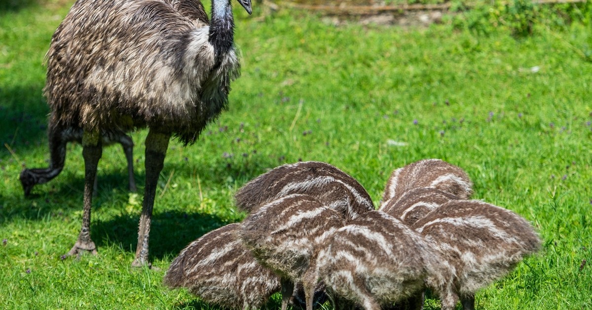 Emu-Küken im Zoo München: So süß ist der Nachwuchs | münchen.tv