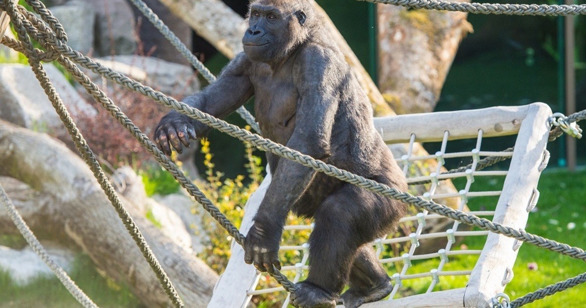 Gorilla-Alarm im Tierpark Hellabrunn – die Außenanlage ist eröffnet ...