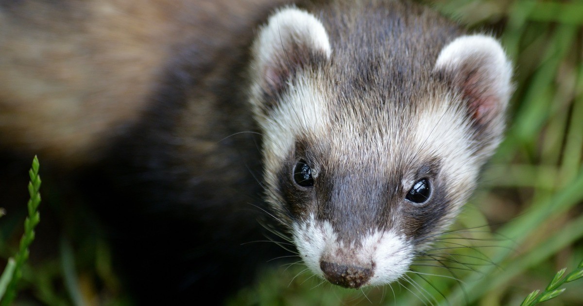 Tierisch München: wie ein artgerechtes Frettchen-Leben aussieht und ...