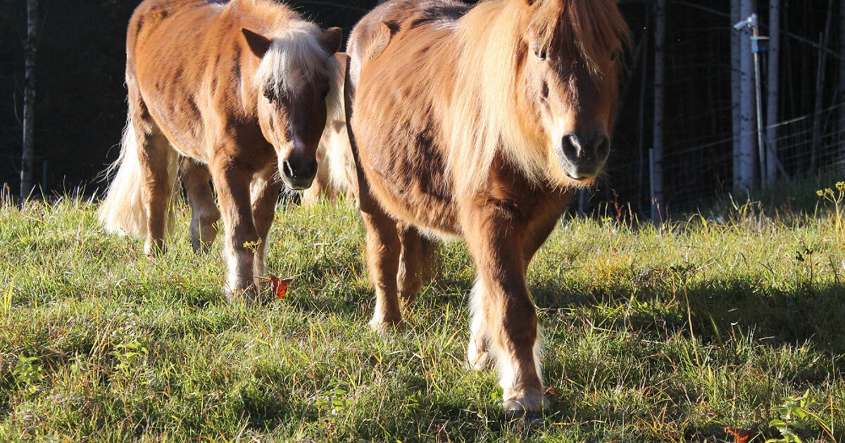 Tierisch München: Pony-Trio und Hundeoma suchen ein Plätzchen auf ...