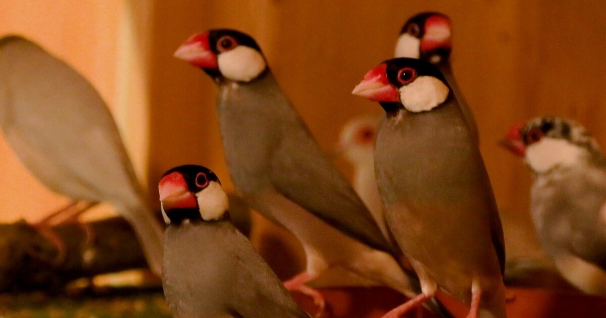 Tierisch München: Zwergspitz Luigi und eine Gruppe Reisfinken aus dem ...