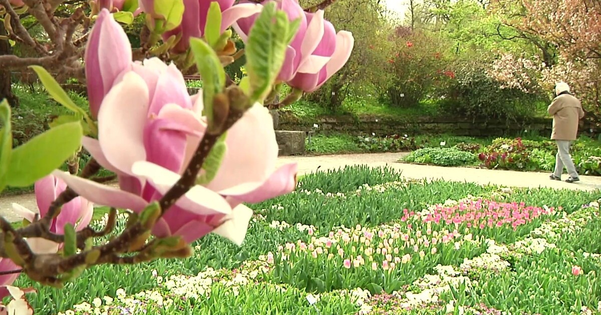 Flower Power Festival: die Blüte im Mittelpunkt von Kunst, Kultur und ...