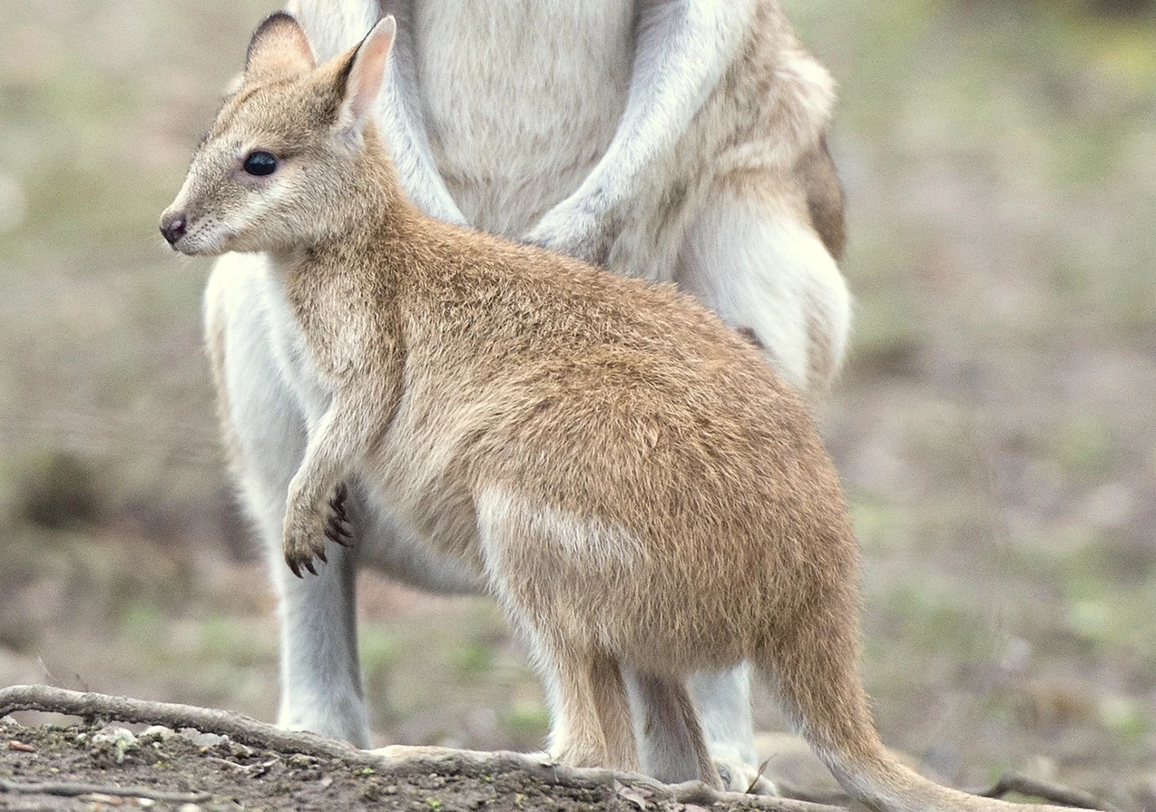 Baby Wallaby Mutter Wallaby Mit Baby Im Beutel Stockfoto Bild Von