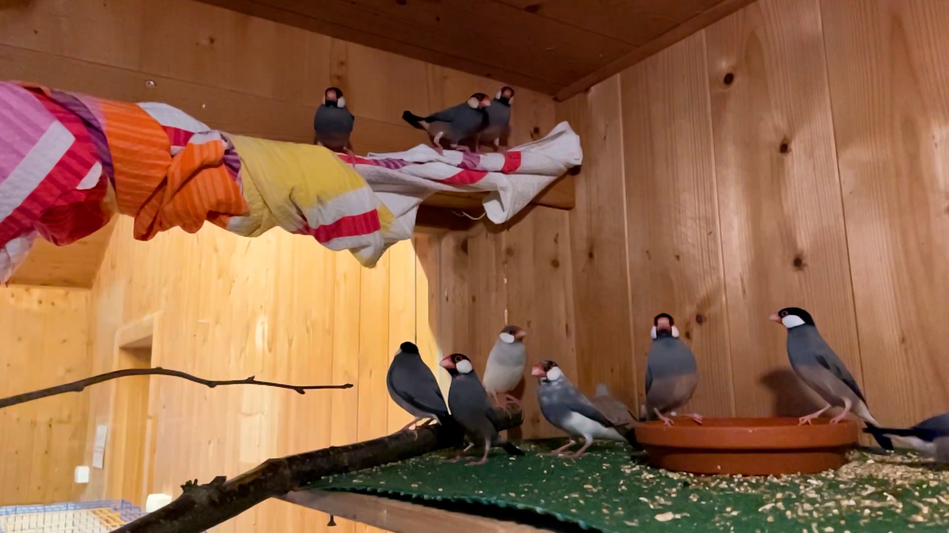 Tierisch München: Zwergspitz Luigi und eine Gruppe Reisfinken aus dem ...