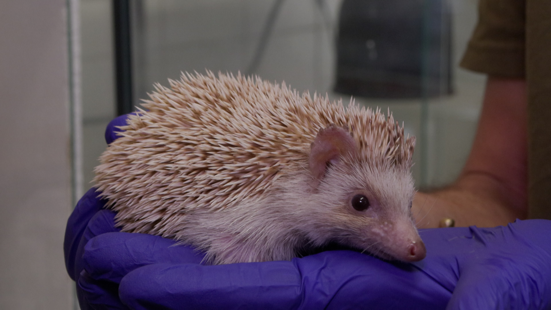 Tierisch München: Exoten auf der Suche nach einem Zuhause auf ...